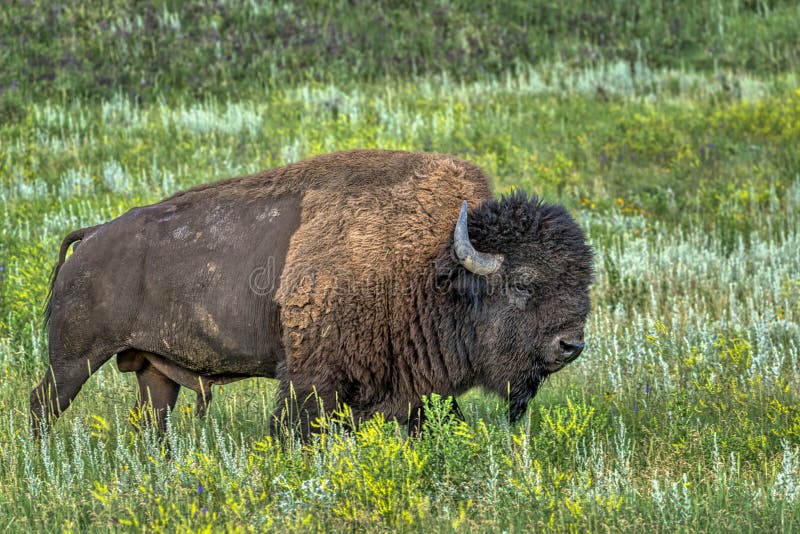 Bison in Custer State Park stock photo. Image of european - 242180424