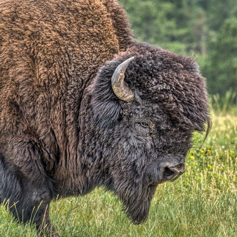 Bison in Custer State Park stock image. Image of buffalo - 242180553