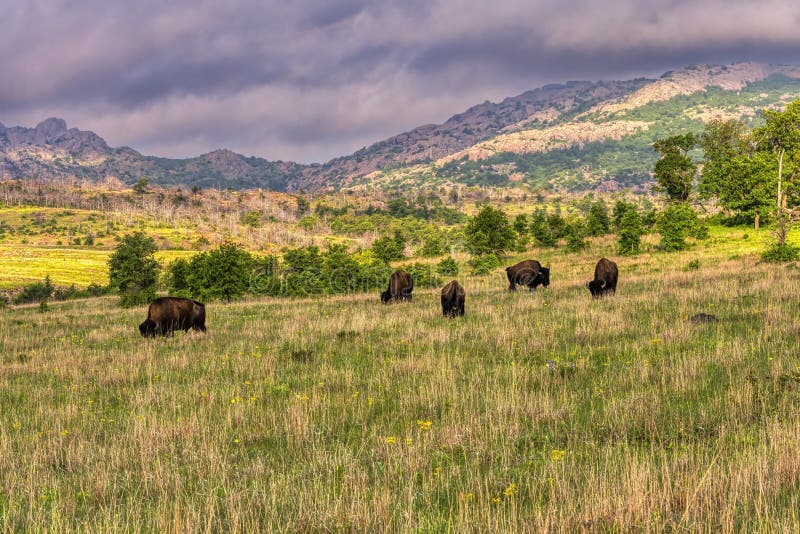 Bison in Custer State Park stock photo. Image of large - 242180568