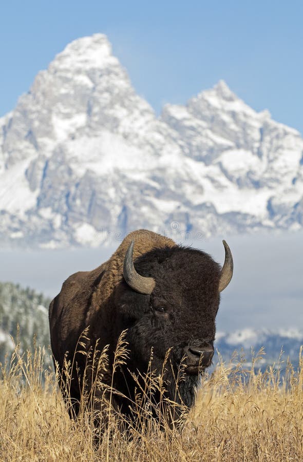 Grand Bison Sur Prismatique Grand Chez Yellowstone Image stock - Image ...