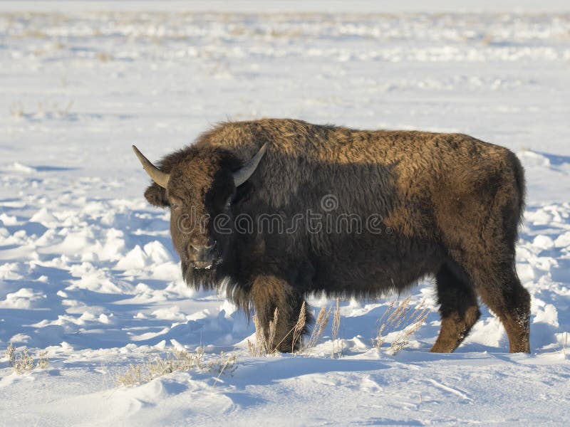 Bison in Deep Snow Stock Image Stock Photo - Image of winter, light ...