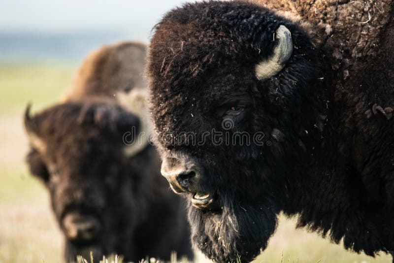 Bison Del Parque Nacional De Grasslands En Primavera Foto de archivo ...