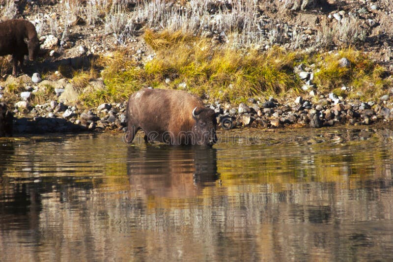 Playful young bison. stock photo. Image of livestock - 96433264