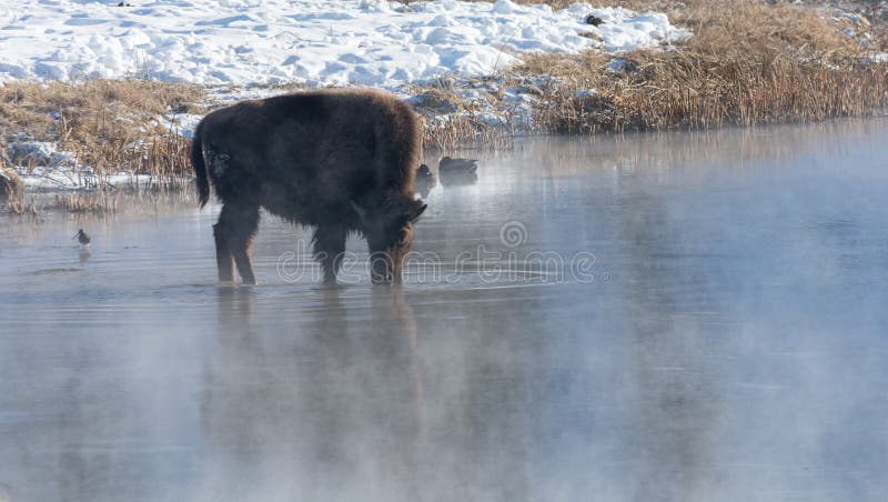 Bison Drinking Water from Lake Stock Image - Image of shallow, nature ...