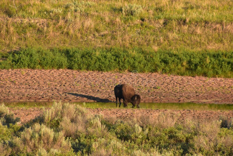 Bison Drinking Water from a Narrow Creek Stock Photo - Image of dakotas ...
