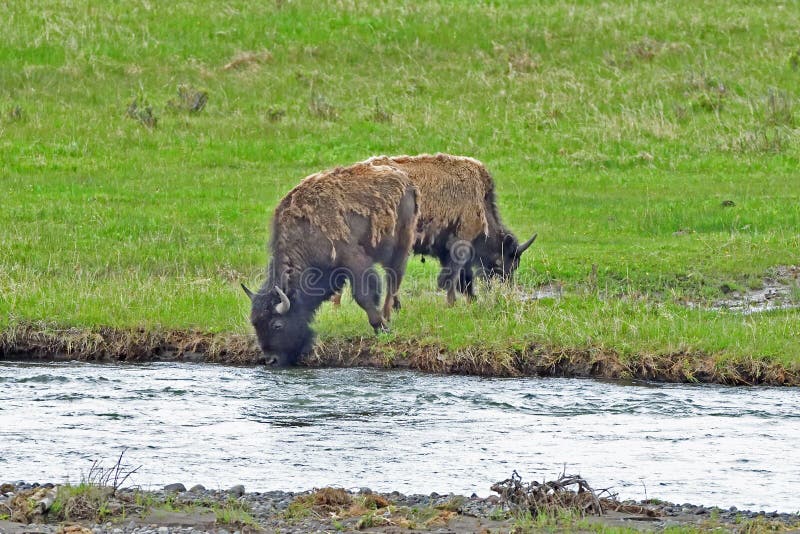 Bison Drinking Water from Yellowstone River Stock Image - Image of ...