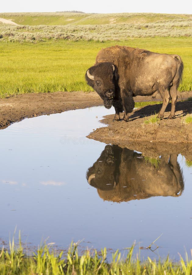 A Bison Drinks Water from a Clear Blue Pond. Stock Image - Image of ...