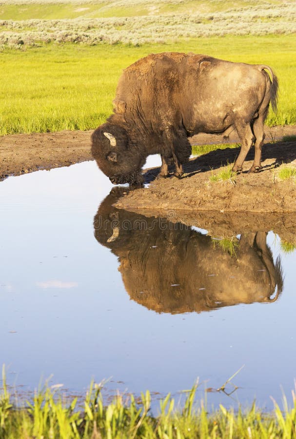 A Bison Drinks Water from a Clear Blue Pond. Stock Image - Image of ...
