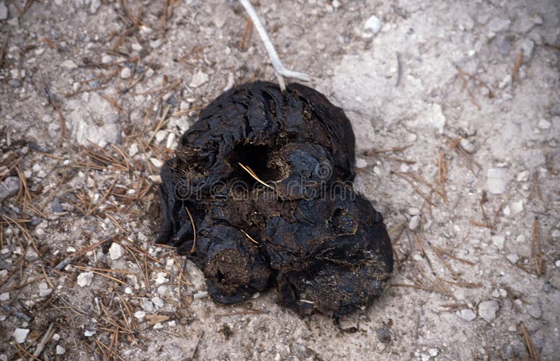 Bison Droppings in Yellowstone Park Stock Photo - Image of cattle ...