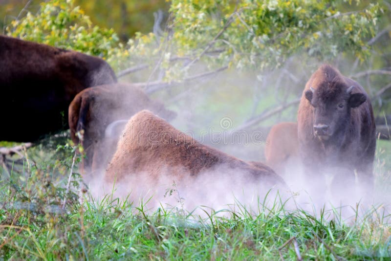 Bison Dust stock photo. Image of environment, bath, dust - 163919798