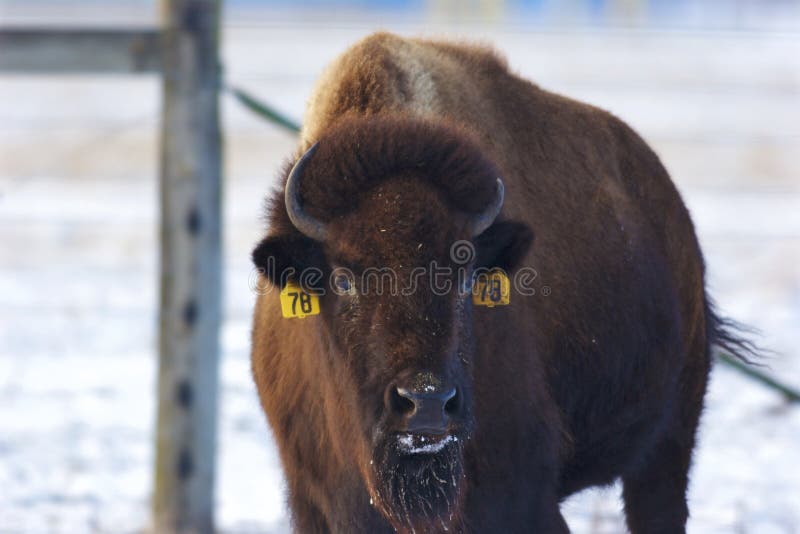 Bison with Ear Tags 704515 stock photo. Image of mammals - 193406182