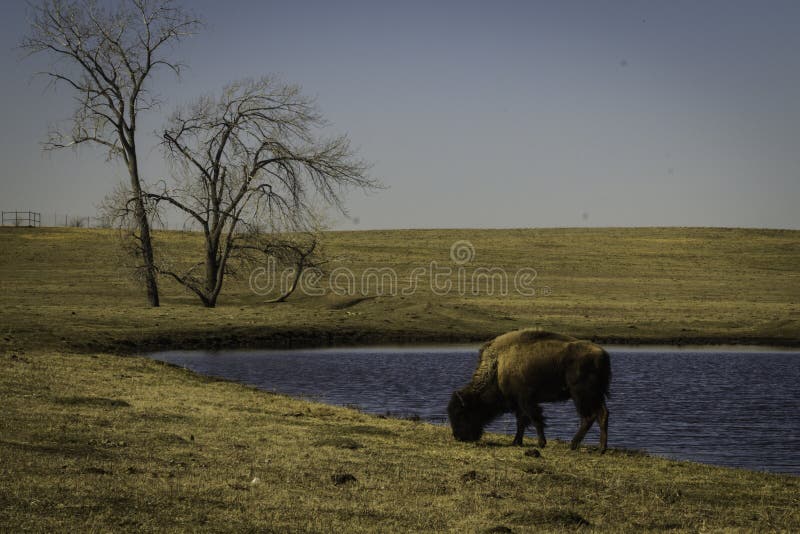 Bison in Early Spring stock image. Image of beautiful - 71296491