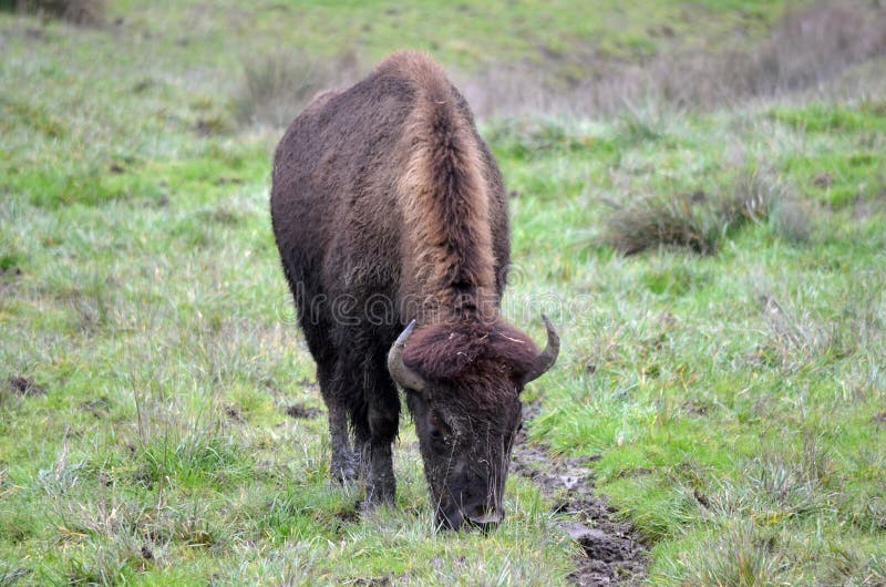Bison eating stock image. Image of nature, horn, buffalo - 28573691