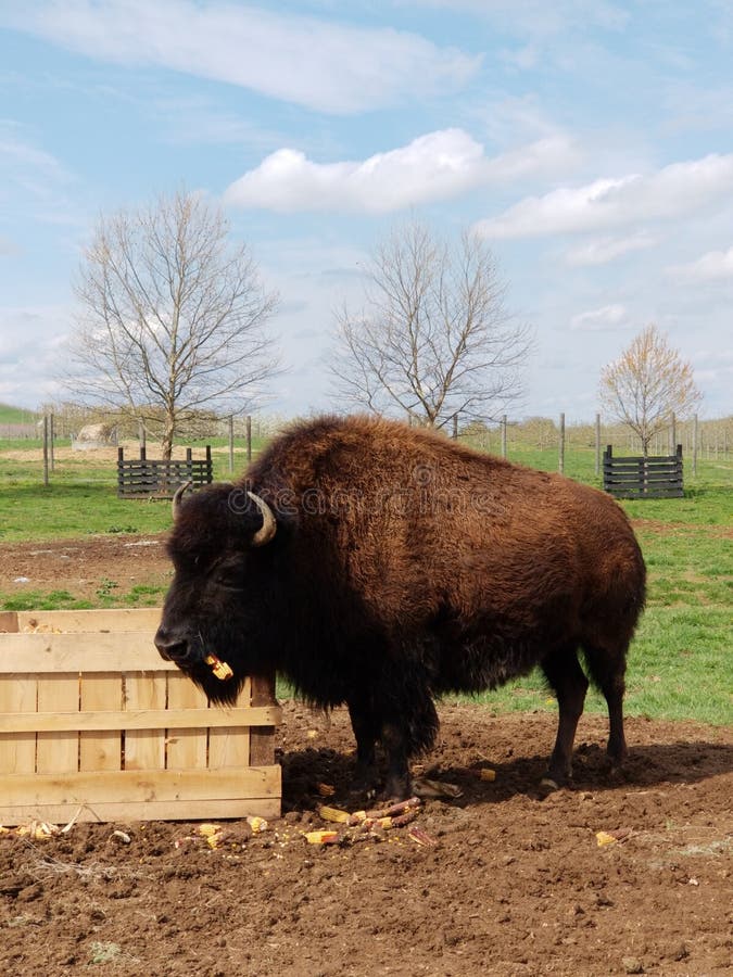 Bison eating stock photo. Image of badlands, dakota, animal - 8163736