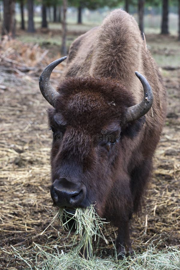 A Bison Feeds at the Nature Reserve in Jester Park, Iowa Stock Photo ...