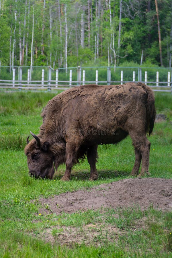Bison eats grass vertical stock image. Image of morning - 185518023