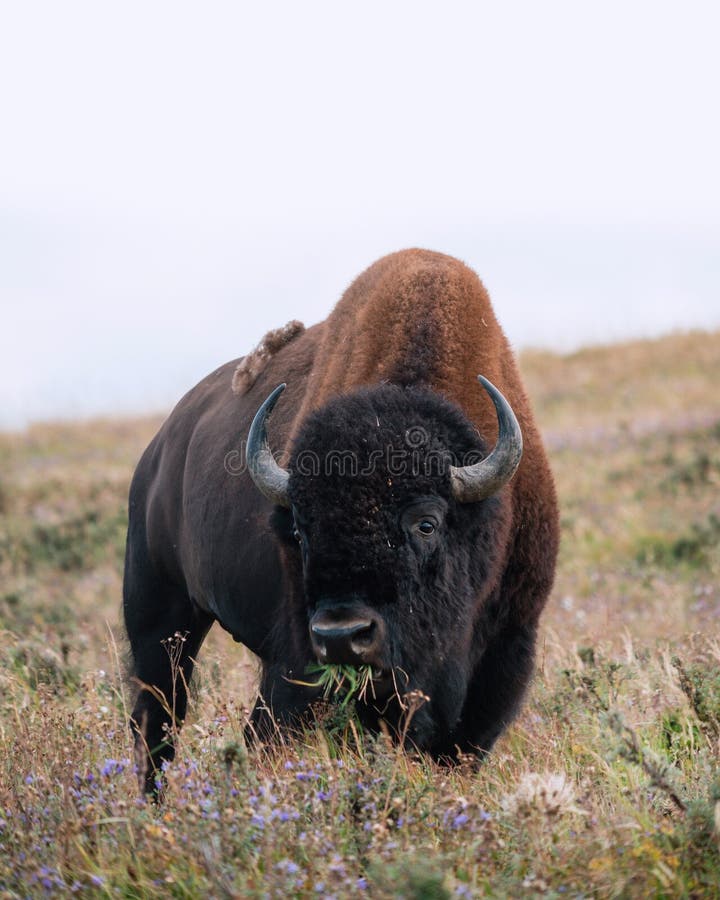 Bison stock photo. Image of yellowstone, trip, animal - 99076810