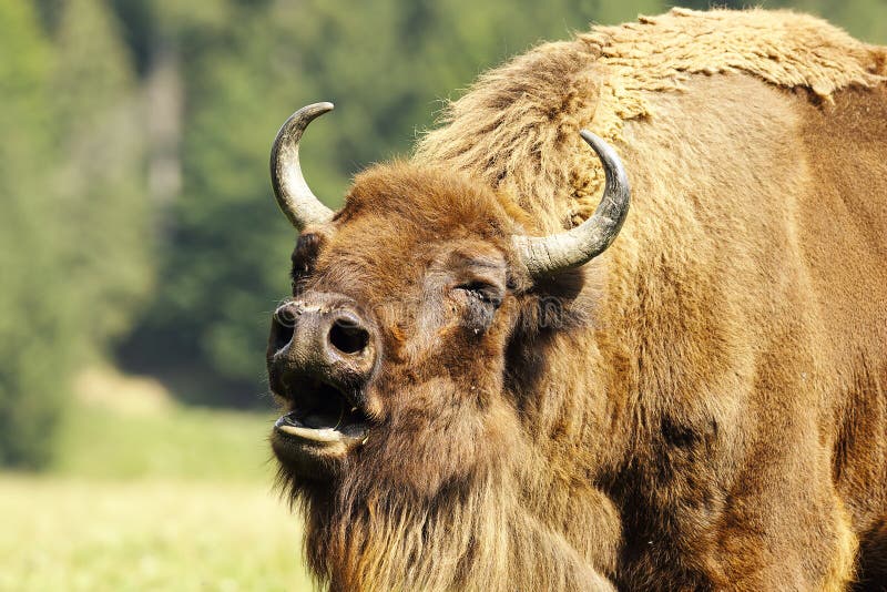 Bison Bellowing En Lamar Valley Image stock - Image du profil, vallée ...