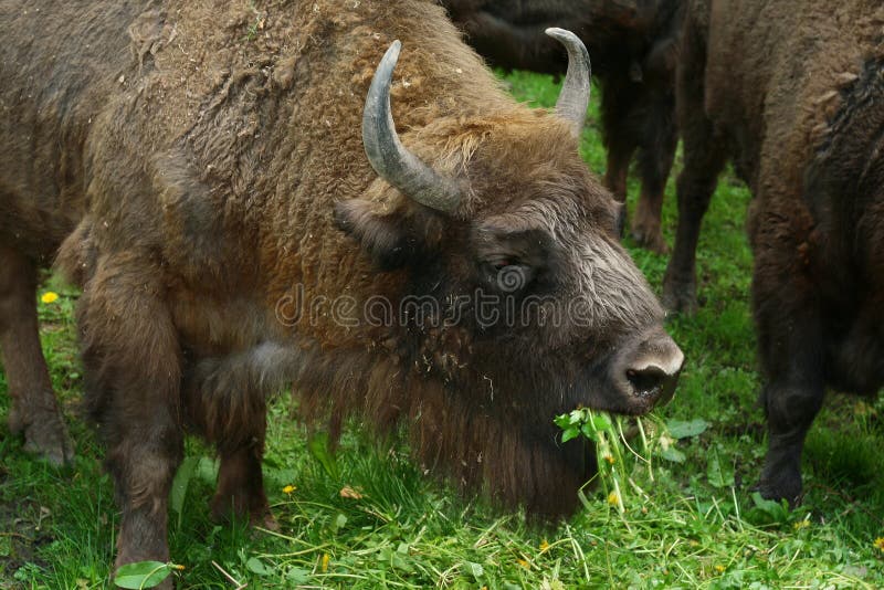 Bison europe stock image. Image of bull, buffalo, deer - 5190937