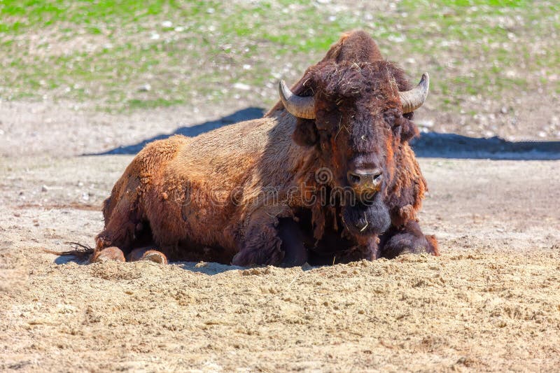 Bison European buffalo stock photo. Image of bull, horns - 291392818