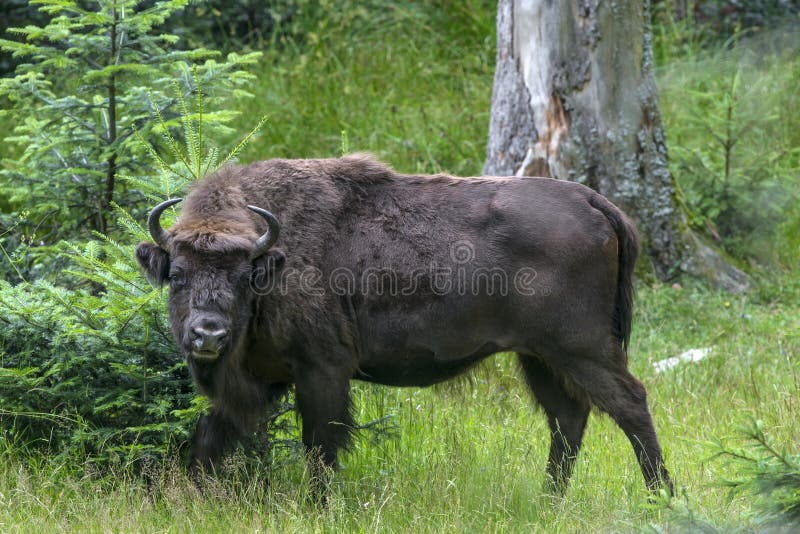Bison stock image. Image of cattle, horned, park, portrait - 42255373