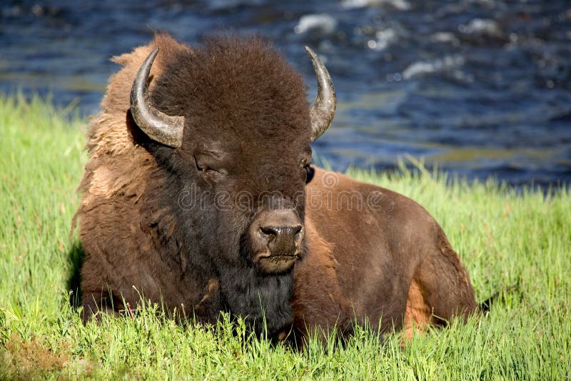 Bison stock image. Image of eyes, evening, game, felt - 68501831