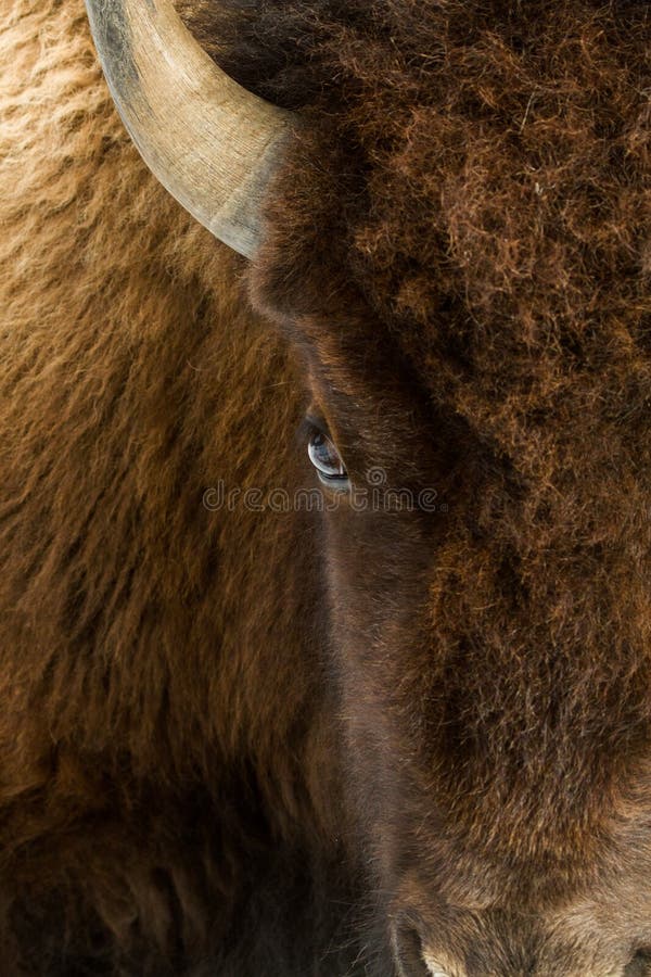 Bison eye head on stock photo. Image of close, bull, brown - 64049656
