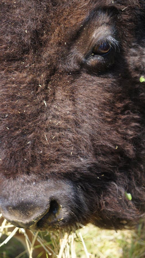 Bison Face Close Up stock image. Image of mammal, large - 95391191