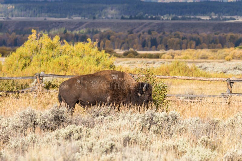 Bison in Fall stock photo. Image of national, wyoming - 68046660