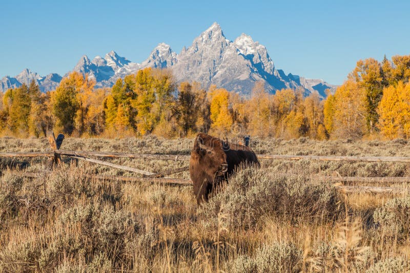 Playful young bison. stock photo. Image of livestock - 96433264