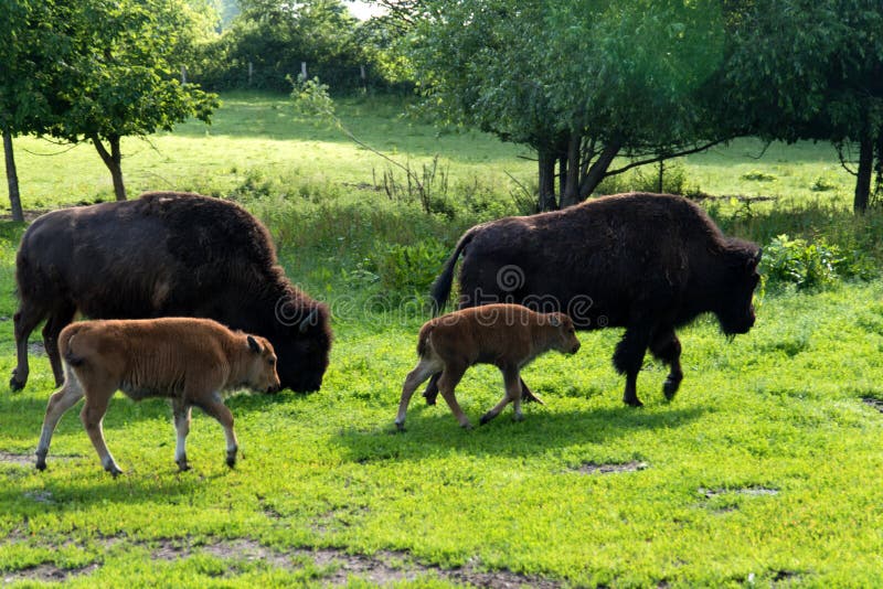 Bison Family in the Animal Enclosure in Kiel Stock Image - Image of ...