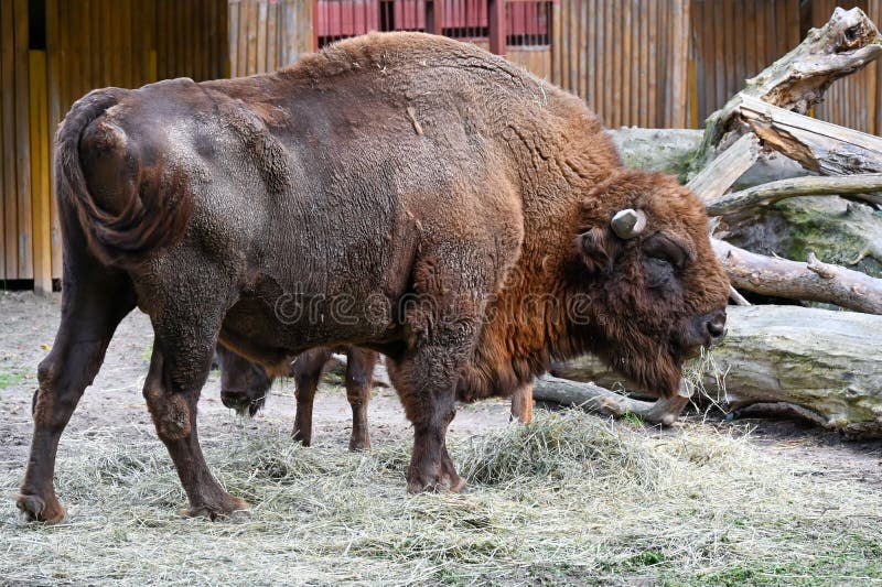 Bison on the farm stock photo. Image of animal, mammal - 256527230