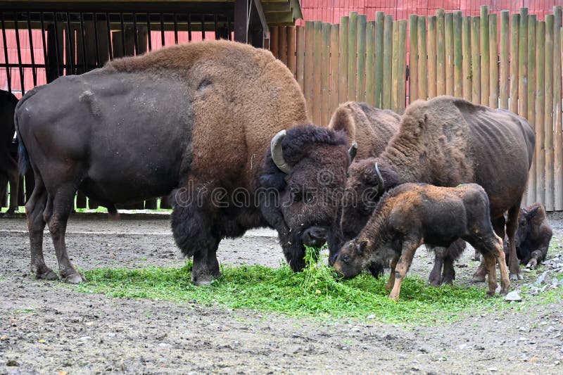 Bison on the farm stock photo. Image of buffalo, nature - 256930112