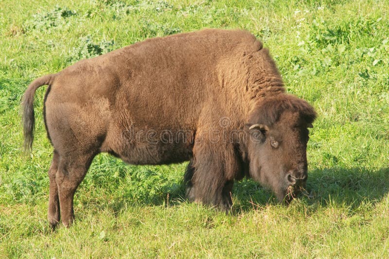 Bison feeding stock photo. Image of female, close, wild - 15639552