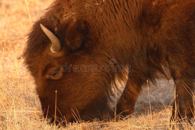 Bison Feeding stock image. Image of animal, feeding, south - 39515393