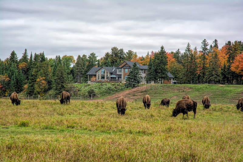 Bison feeding in field stock image. Image of farm, prairie - 266711303