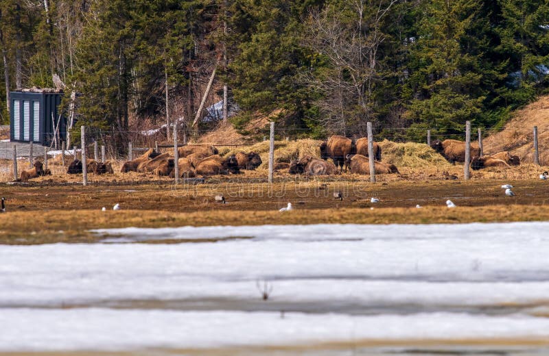 Bison in field stock image. Image of water, wildlife - 266709985