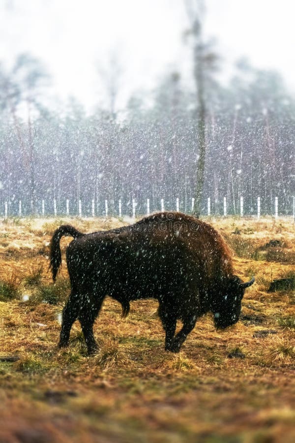 New Forest Bull Rubbing Horns Stock Photo - Image of grass, forest ...