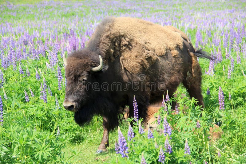 Bison on field six stock photo. Image of grass, bull - 150455848