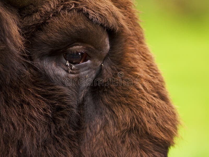 Bison stock image. Image of wool, bison, wild, nature - 88548951
