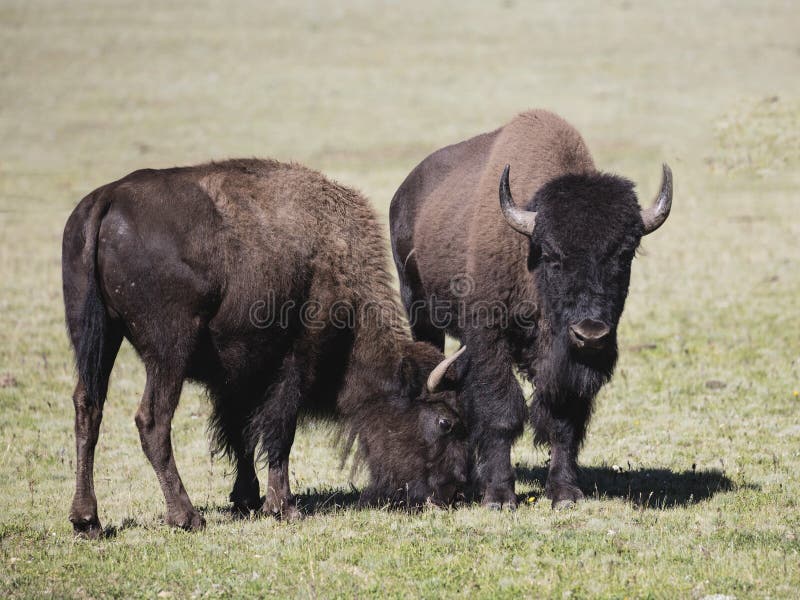 Bison Grand Canyon National Park Stock Photo - Image of bulls, green ... Bison Grand Canyon National Park Stock Photo - Image of bulls, green ...