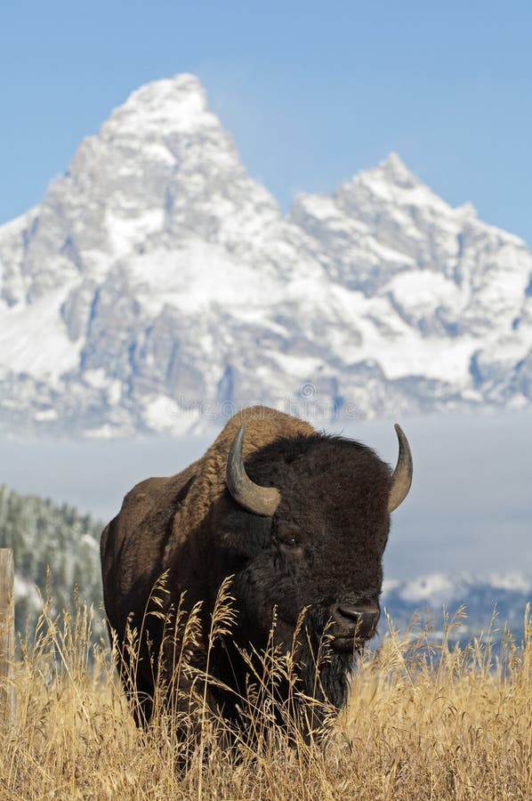 Bison at Grand Teton Mountains Stock Image - Image of creature ...