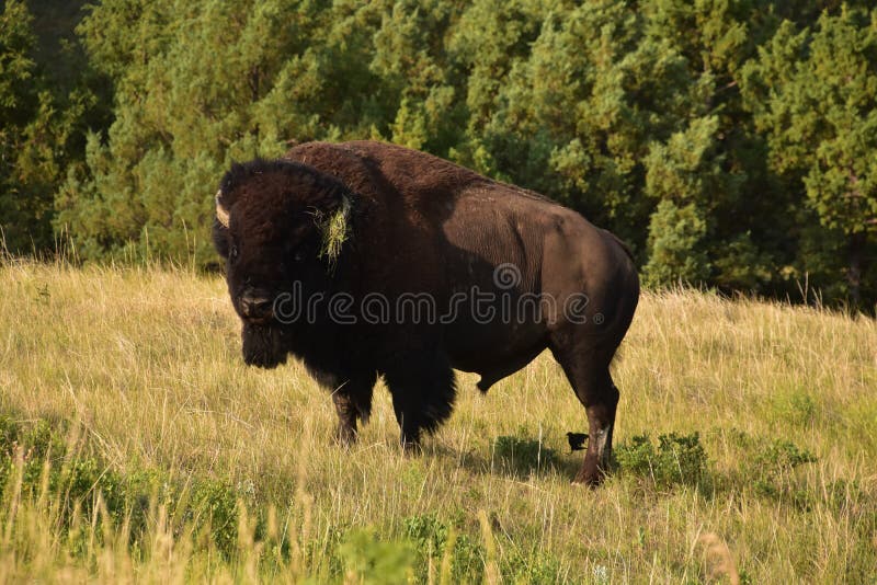 Bison with Grass Caught on His Horn Stock Photo - Image of large ...