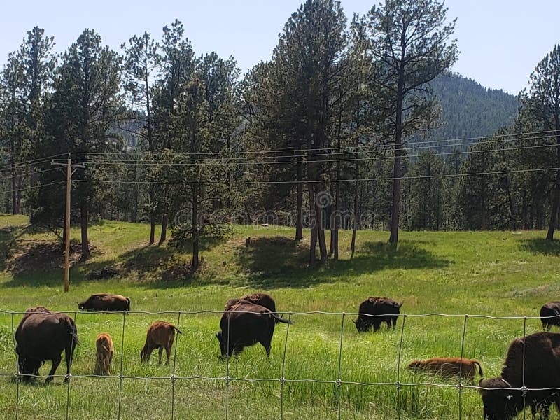 View of Bison Grazing on a Farm in Summer Stock Image - Image of ...