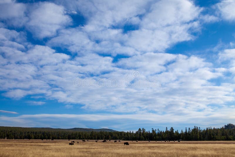 Bison Grazing on Grass in Yellowstone National Park Stock Image - Image ...