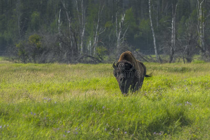 Bison grazing Russia stock photo. Image of eating, plain - 49969118