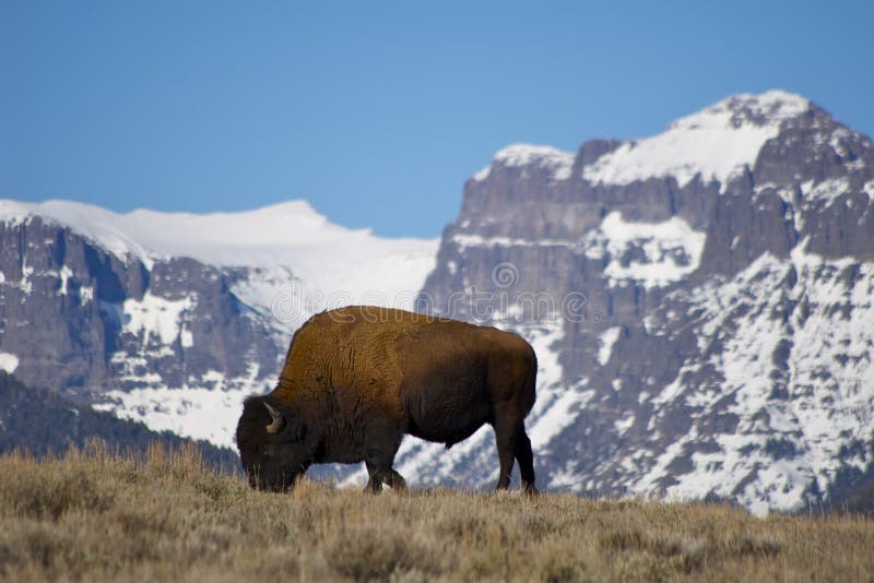 Bison Grazing at Yellowstone Stock Photo - Image of wyoming, bison ...