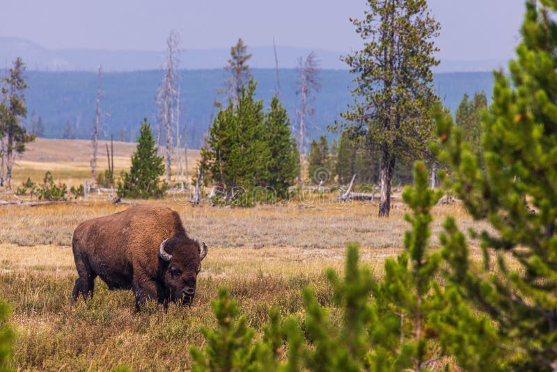 Bison Grazing in the Yellowstone National Park Stock Photo - Image of ...