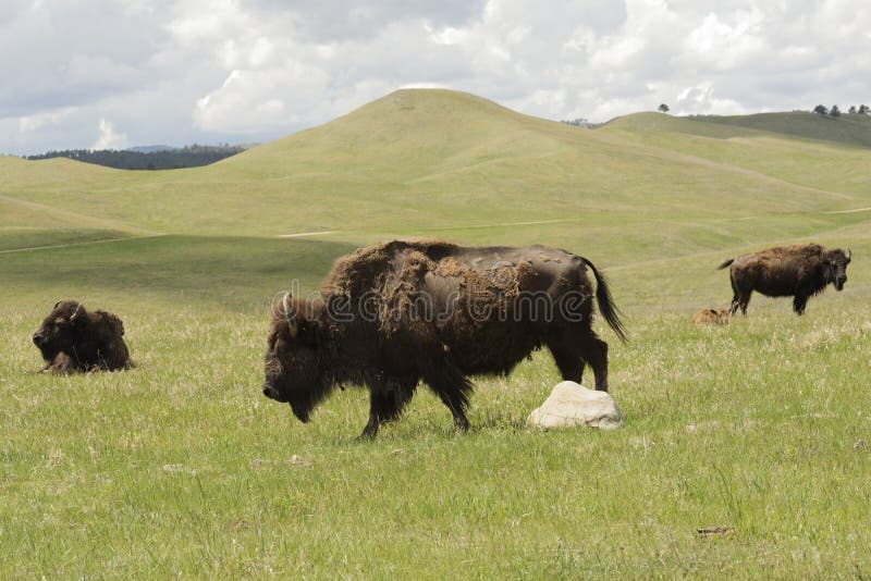 Bison group on prairie stock image. Image of grass, rolling - 72862487