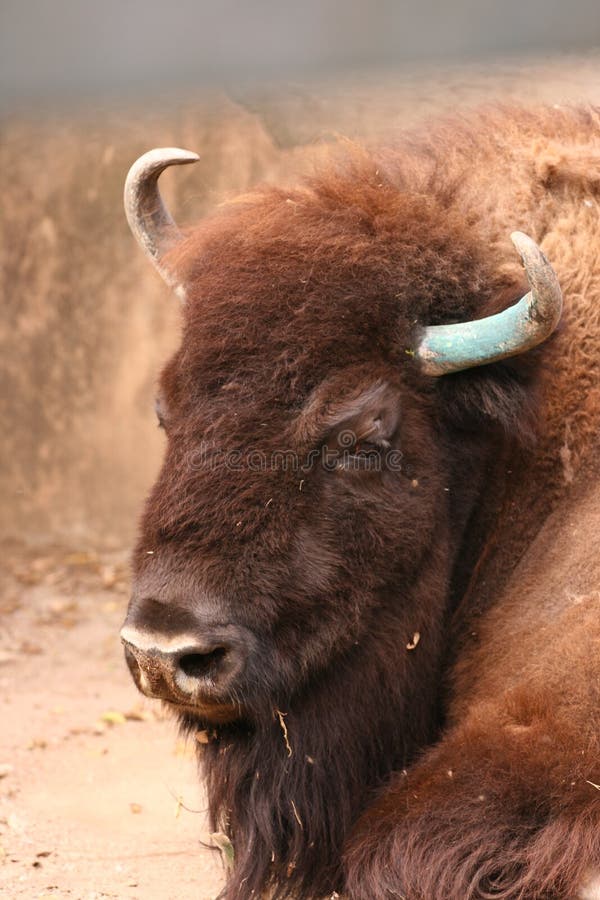Head On American Bison stock photo. Image of wyoming, natural - 394250